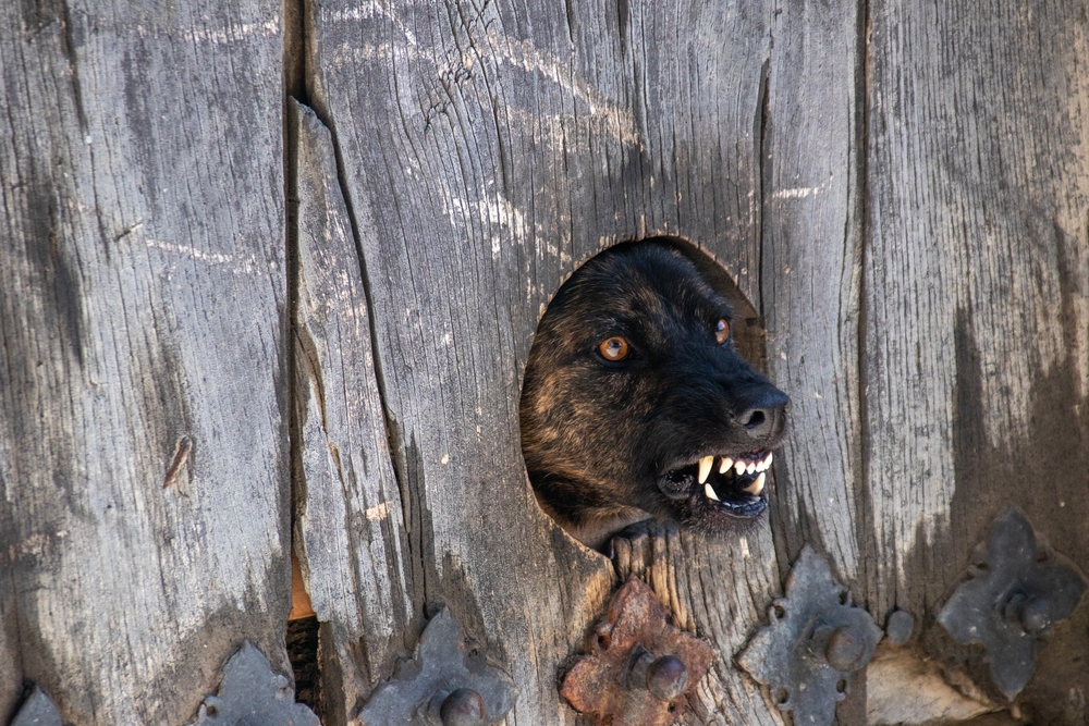 NJ Dog Bite Laws Gelman Law Dog Bite Lawyer Cherry Hill NJ